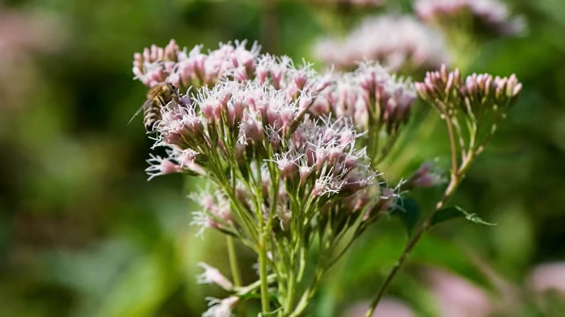 La Valeriana, propiedades, beneficios y contraindicaciones - MEJORES ...